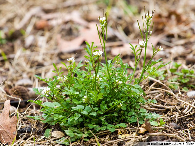 Cardamine hérissée, Cardamine hirsute, Cresson des murailles, Cardamine ...