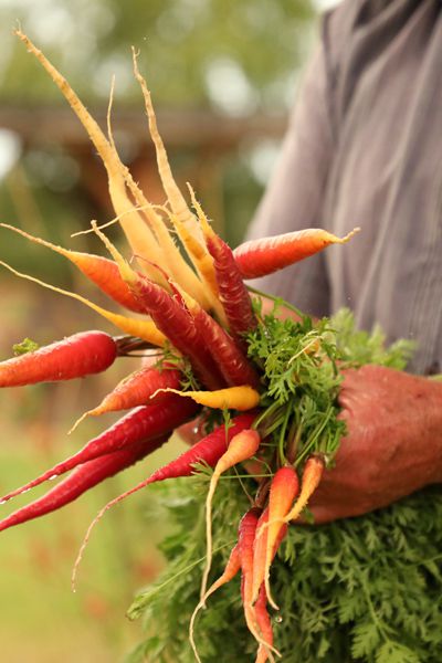 Bien choisir ses variétés de carottes