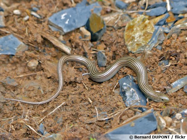 Les reptiles, lézards, serpents