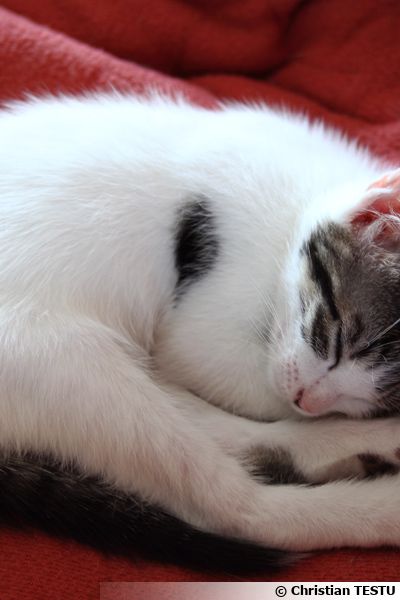 Mieux comprendre son chat