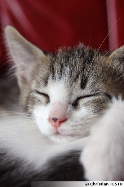 Comment photographier son chat