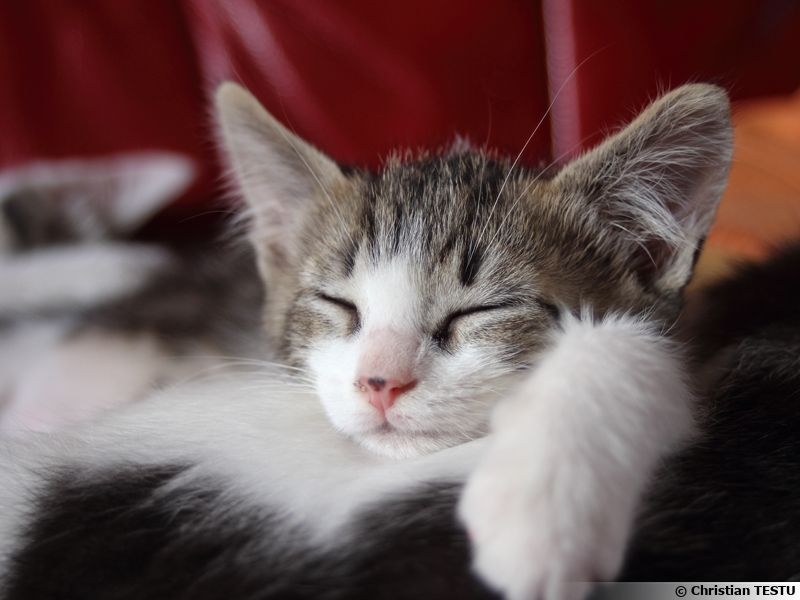 Comment photographier son chat