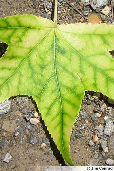 Lutter contre la chlorose