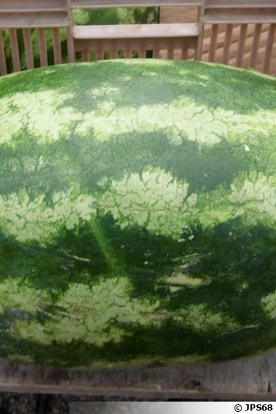 Gigérine, Pastèque à confiture, Citre, Courge Barbarine : planter ...