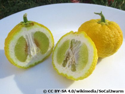 Ichang papeda, Citron rustique, Citron Ichang : planter, cultiver, récolter