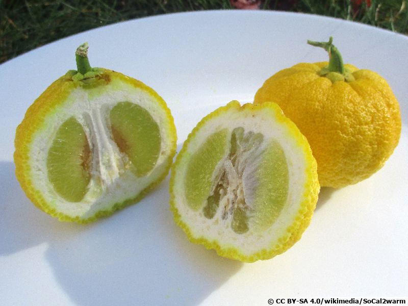 Ichang papeda, Citron rustique, Citron Ichang : planter, cultiver, récolter