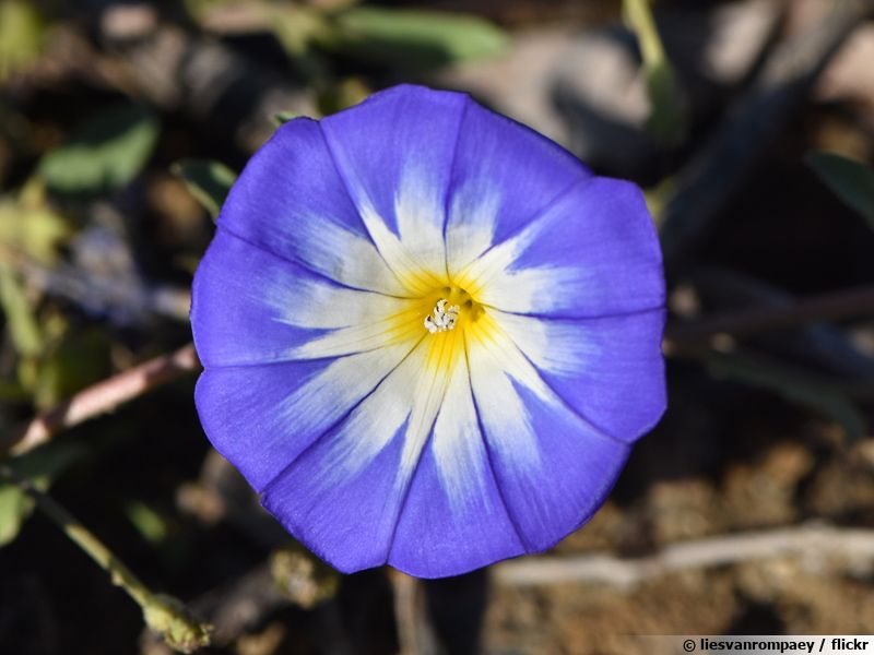 Belle-de-jour, Liseron tricolore, Convolvulus tricolor : planter ...