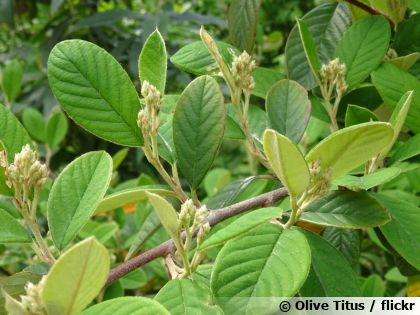 Cotonéaster de Parney, Cotonéastre laiteux, Cotoneaster lacteus ...