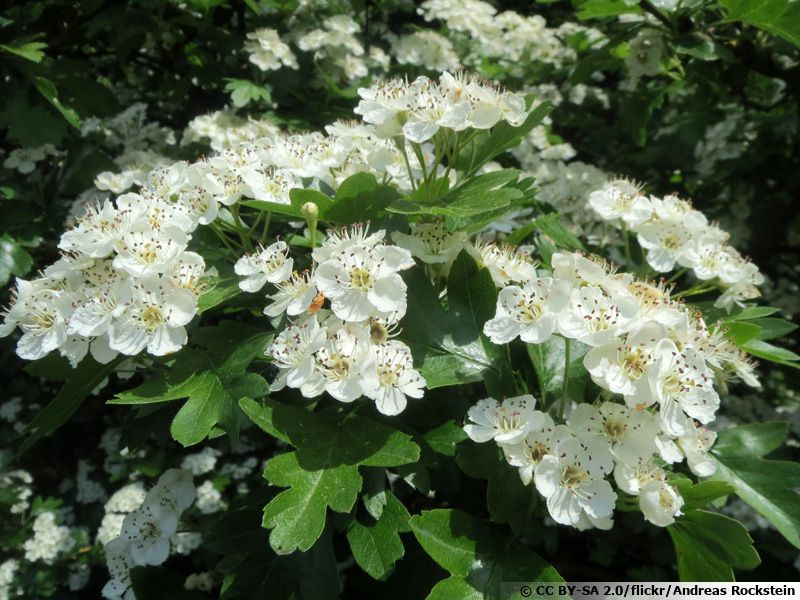 Epine blanche, Aubépine à 1 style, Aubépine monogyne, Crataegus ...