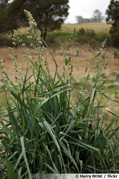 Dactyle aggloméré, Dactyle pelotonné, Dactylis glomerata : planter ...