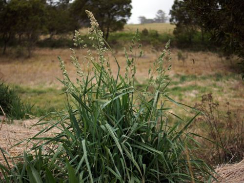 Dactyle aggloméré, Dactyle pelotonné, Dactylis glomerata : planter ...
