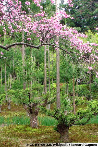 Le Daisugi, une technique étonnante