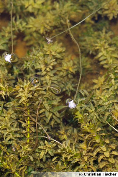 Elodée du Canada, Peste d'eau, Elodea canadensis : planter, cultiver ...