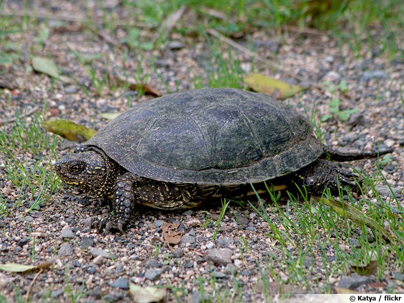 Les reptiles, lézards, serpents