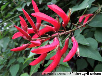 Erythrine de Bidwell, Arbre corail de Bidwell, Erythrina x bidwillii ...