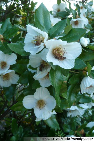 Eucryphie Rostrevor, Eucryphia x intermedia 'Rostrevor' : planter ...