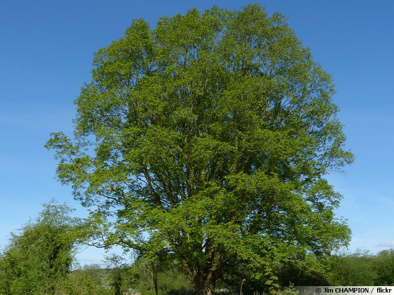 Frêne commun, Frêne élevé, Fraxinus excelsior : planter, cultiver ...