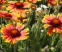 Gaillarde, Gaillardia : planter, cultiver, multiplier