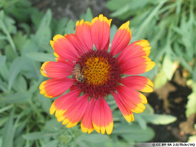 Gaillarde annuelle, Gaillarde peinte, Gaillardia pulchella : planter ...