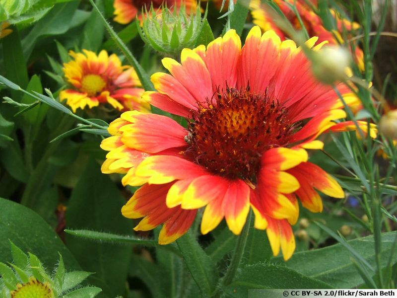Gaillarde vivace à grandes fleurs, Gaillardia x grandiflora : planter ...
