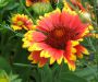 Gaillarde, Gaillardia : planter, cultiver, multiplier