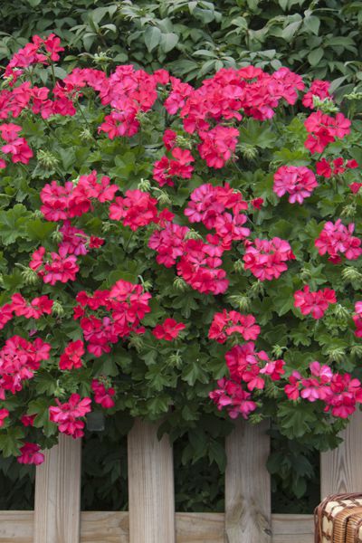 Un Label Rouge pour les géraniums