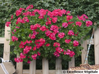 Un Label Rouge pour les géraniums