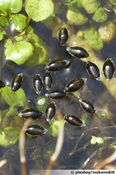 Le gyrin, un tourniquet dans la mare