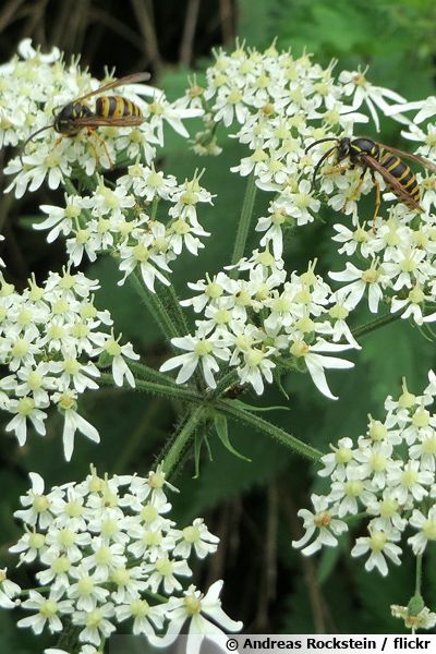 Berce commune, Berce spondyle, Patte d'ours, Panais sauvage, Heracleum ...