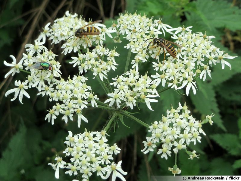 Berce commune, Berce spondyle, Patte d'ours, Panais sauvage, Heracleum ...