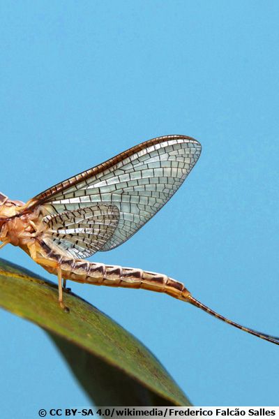 Les éphémères, la manne nourricière de la mare