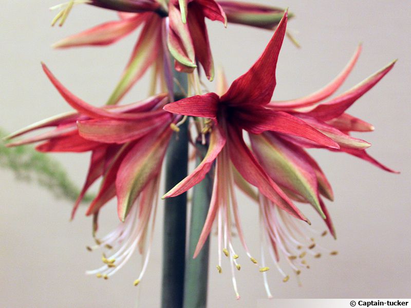 Amaryllis cybister, Hippeastrum cybister : planter, cultiver, multiplier