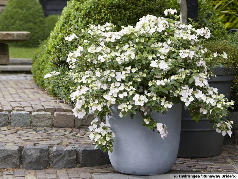 Hortensia guirlande blanc, Hortensia guirlande de la mariée, Hydrangea ...