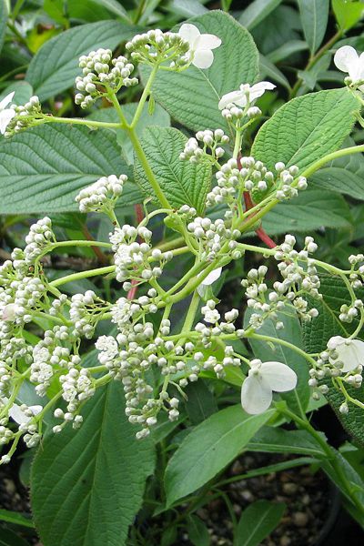 Hydrangéa de l'Himalaya, Hydrangea heteromalla : planter, cultiver ...