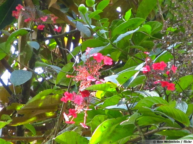 Hydrangéa grimpant du Pérou, Hydrangea peruviana : planter, cultiver ...