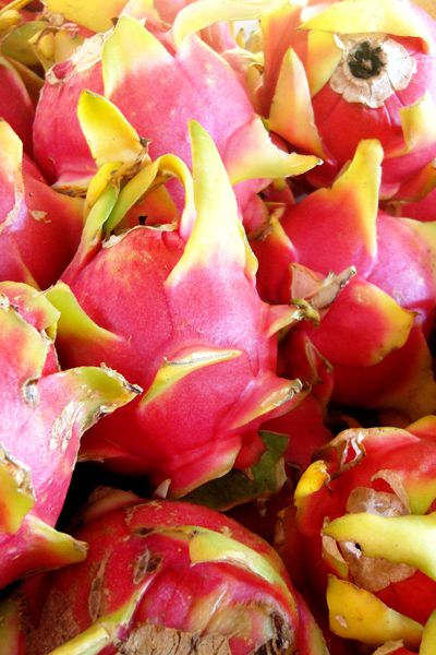 Fruit du dragon rouge, Pitaya rouge : planter, cultiver, récolter