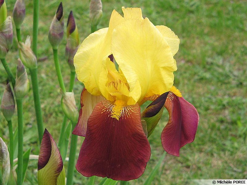 Iris des jardins, une beauté sculturale