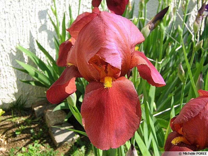 Iris des jardins, une beauté sculturale