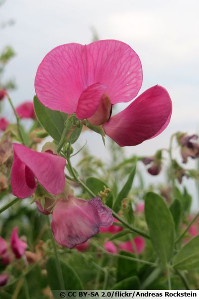 Gesse tubéreuse, Pois tubéreux, Châtaigne de terre : planter, cultiver ...