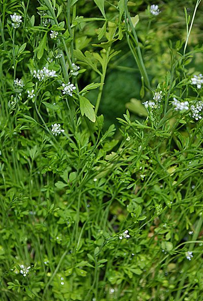 Cresson alénois, Cressonette, Passerage cultivée : planter, cultiver ...