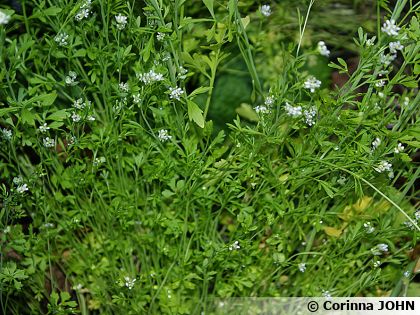 Cresson alénois, Cressonette, Passerage cultivée : planter, cultiver ...