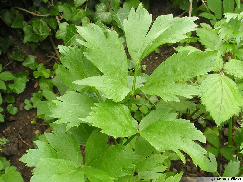 Céleri perpétuel, Livèche, Ache des montagnes : planter, cultiver, récolter