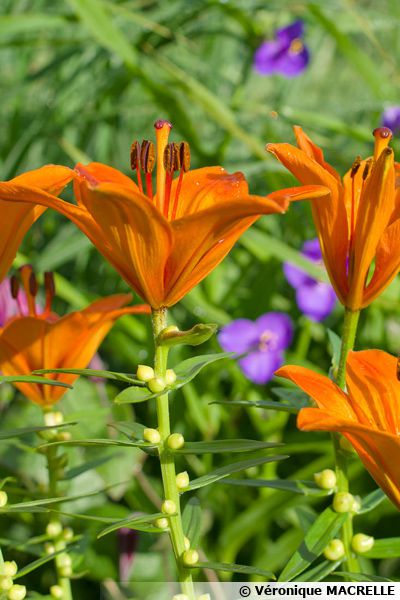 Lis orangé, Lilium bulbiferum : planter, cultiver, multiplier