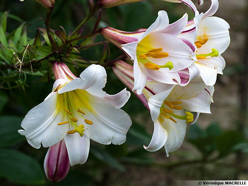 Lis royal, Lilium regale : planter, cultiver, multiplier