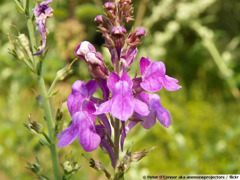 Linaire pourpre, Linaria purpurea : planter, cultiver, multiplier
