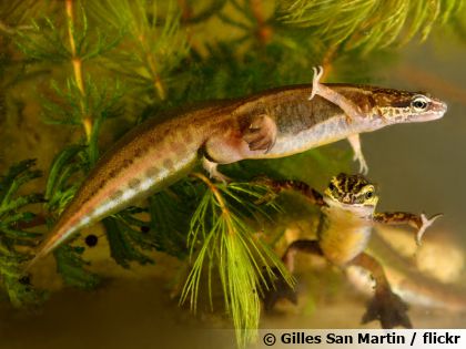 Le triton, entre terre et eau