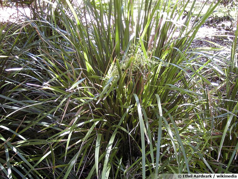 Creek mat-rush, Lomandra hystrix : planter, cultiver, multiplier
