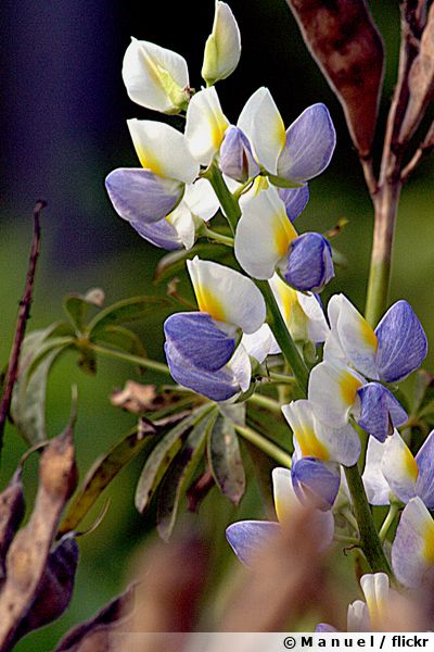 Lupin changeant, Lupinus mutabilis : planter, cultiver, multiplier