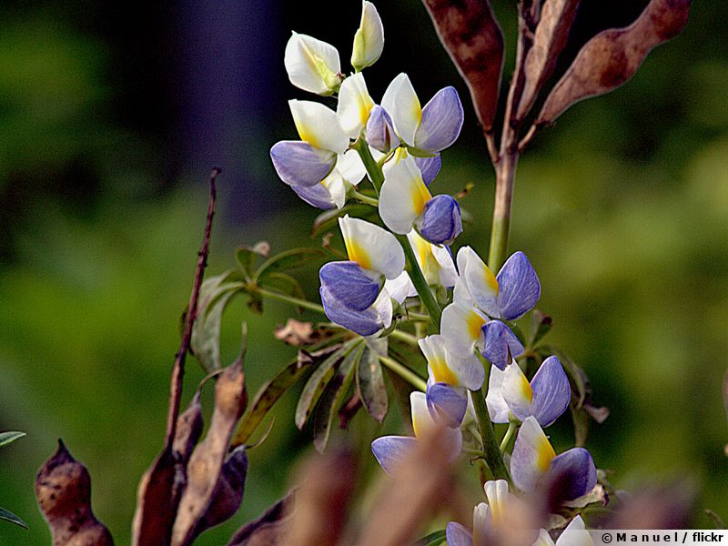Lupin changeant, Lupinus mutabilis : planter, cultiver, multiplier