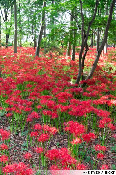 Lycoris rouge, Amaryllis du Japon, Lis araignée du Japon, Lycoris ...